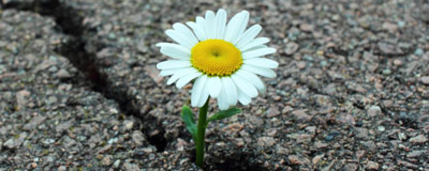 cropped-pavement-flower-growing.jpg – Reasons to Dance
