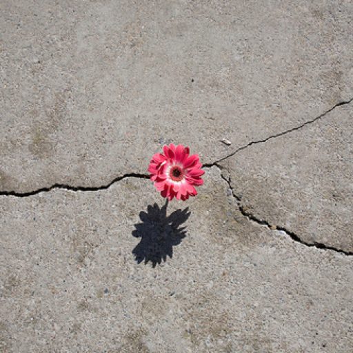 cropped-flower-through-concrete-1.jpg – Reasons to Dance